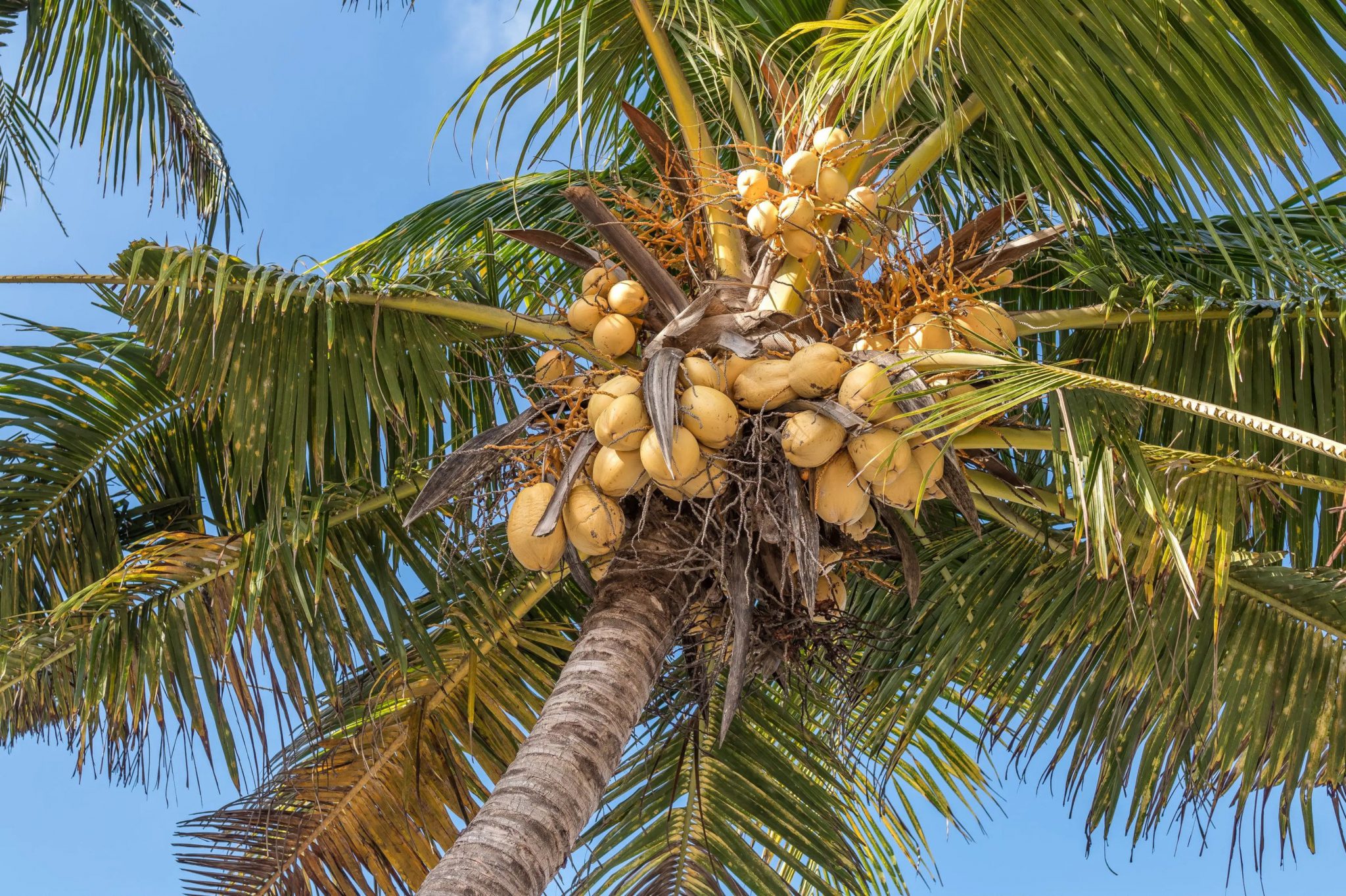 Palm Oil vs Coconut Oil: What Are the Differences, Health Benefits, and ...