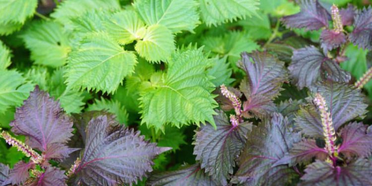Growing Shiso Plant Herb, Caring Tips, and FAQs - Plants Spark Joy