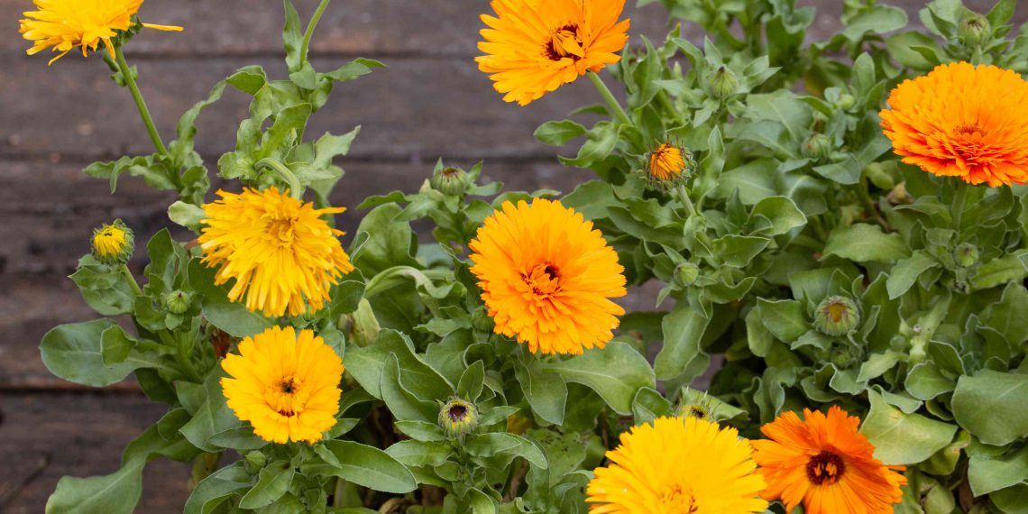 Growing Calendula - Maintain its Brightness and Grow Tips - Plants ...