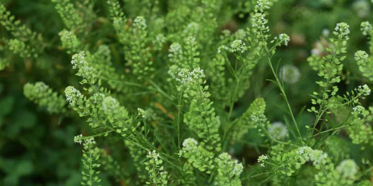 Growing Peppergrass in the Garden - Complete Guide and Planting Tips ...