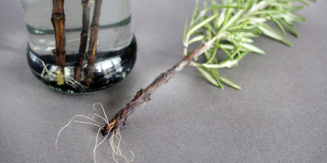 How to Propagate Rosemary Plants Tips and Guide - Plants Spark Joy