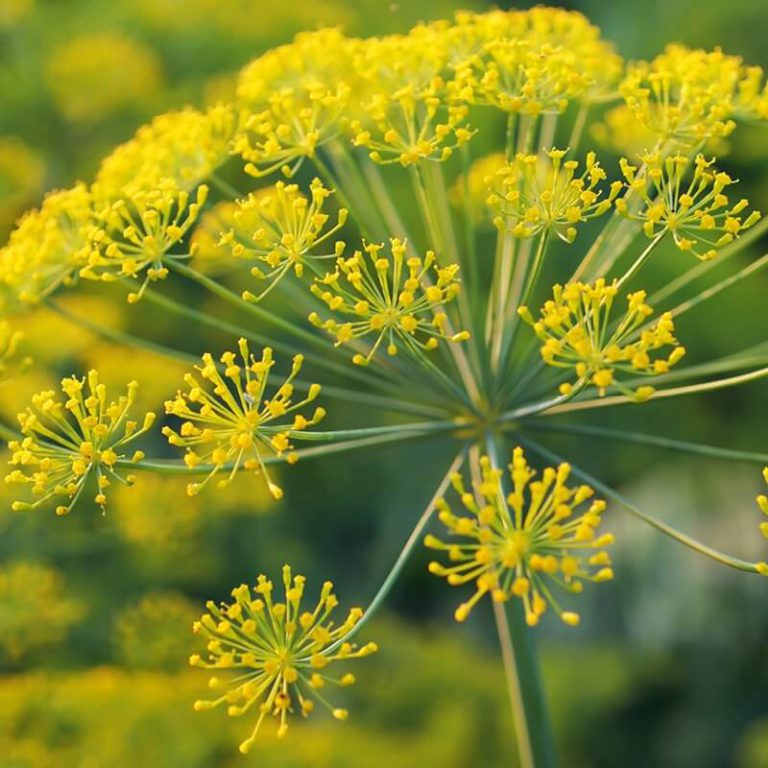 Growing Dill - Planting and Harvesting Guide - Plants Spark Joy
