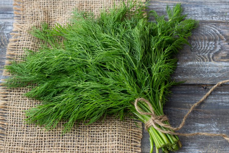 Growing Dill - Planting and Harvesting Guide - Plants Spark Joy