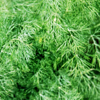 Growing Dill - Planting and Harvesting Guide - Plants Spark Joy