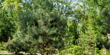 30+ Pine Tree Identification: Different Types of Pine Trees - Plants ...