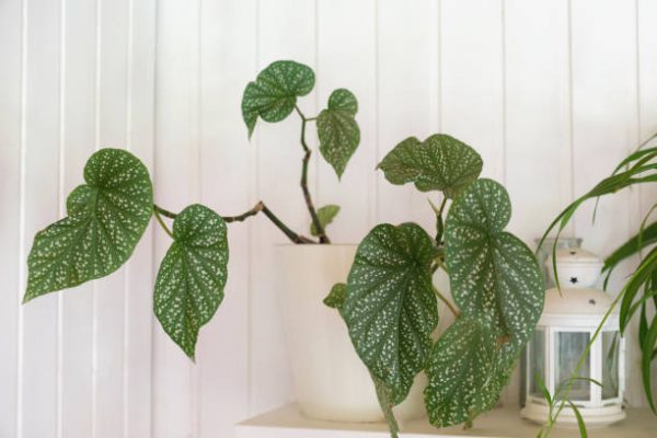 Growing Angel Wing Begonias Plant: Caring Guide - Plants Spark Joy