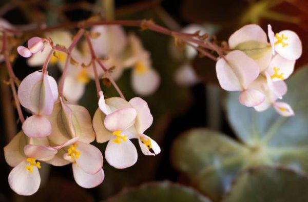 Growing Angel Wing Begonias Plant: Caring Guide - Plants Spark Joy