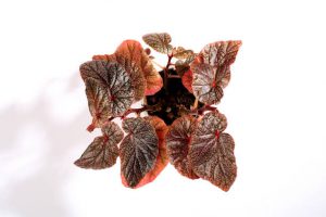 Growing Angel Wing Begonias Plant: Caring Guide - Plants Spark Joy