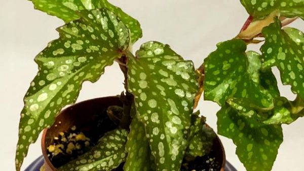 Growing Angel Wing Begonias Plant: Caring Guide - Plants Spark Joy