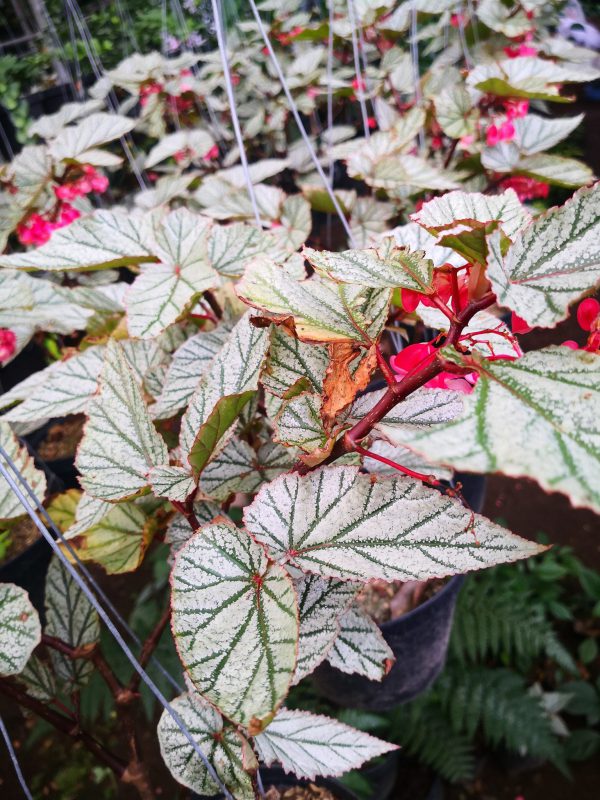Growing Angel Wing Begonias Plant: Caring Guide - Plants Spark Joy