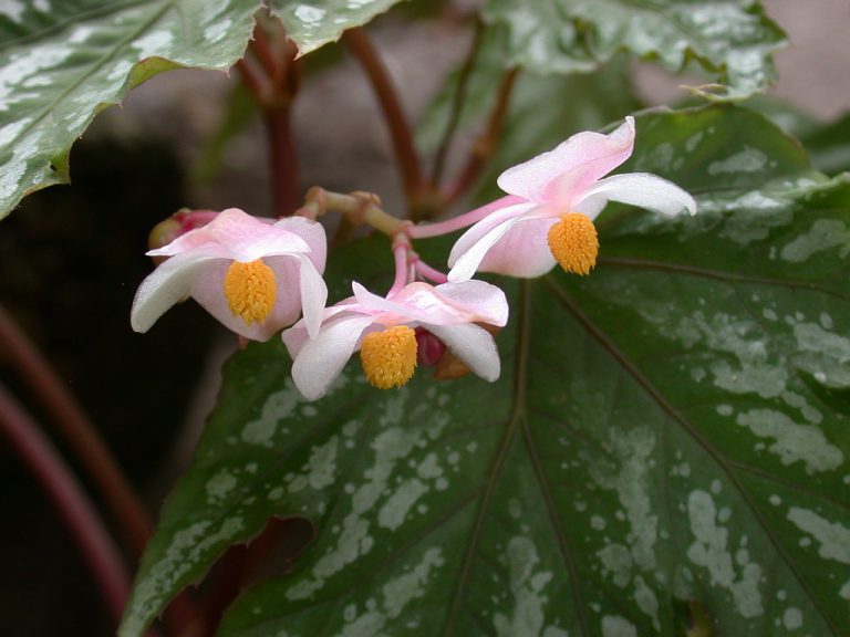 Growing Angel Wing Begonias Plant: Caring Guide - Plants Spark Joy