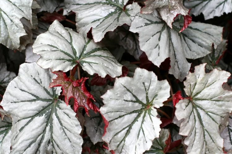 Growing Angel Wing Begonias Plant: Caring Guide - Plants Spark Joy