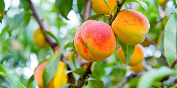 Growing Peaches - Harvesting and Caring Guide - Plants Spark Joy