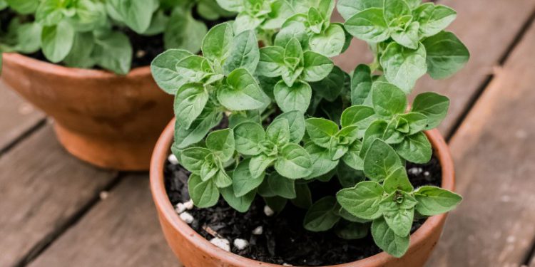 Growing Oregano - Best Uses, Harvesting, Planting Guide - Plants Spark Joy