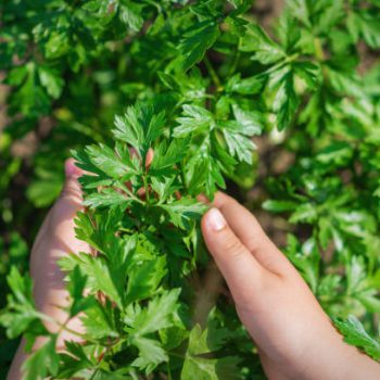 Guide to Planting, Harvesting, Propagating, and Growing Kale - Plants ...