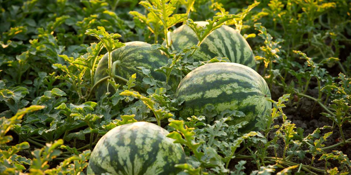 Growing Watermelons - Guide to Planting and Harvesting Juicy ...