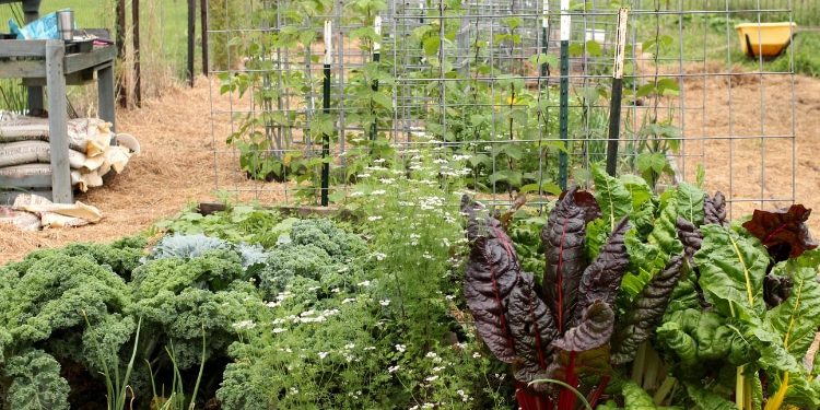 Guide to Kale Companion Plants and Benefits - Plants Spark Joy