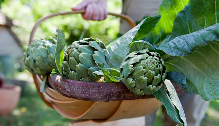 Guide to Planting and Growing Artichokes - Plants Spark Joy