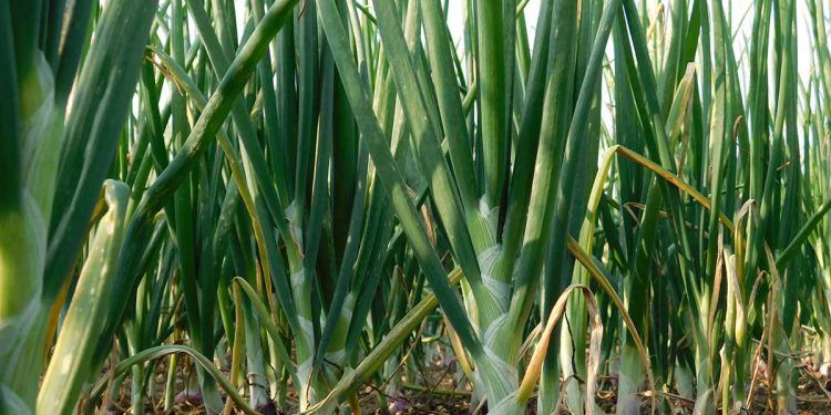Guide Planting, Harvesting, and Growing Scallions - Plants Spark Joy