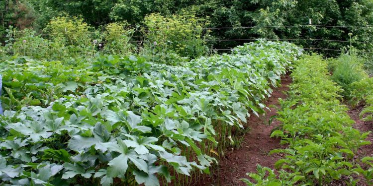 Okra Companion Plants - What Plants Goes Well with Okra - Plants Spark Joy