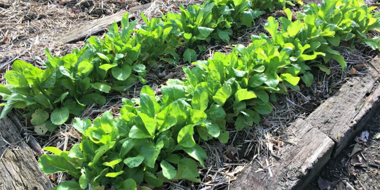 Growing and Planting Mustard Greens Guide - Plants Spark Joy