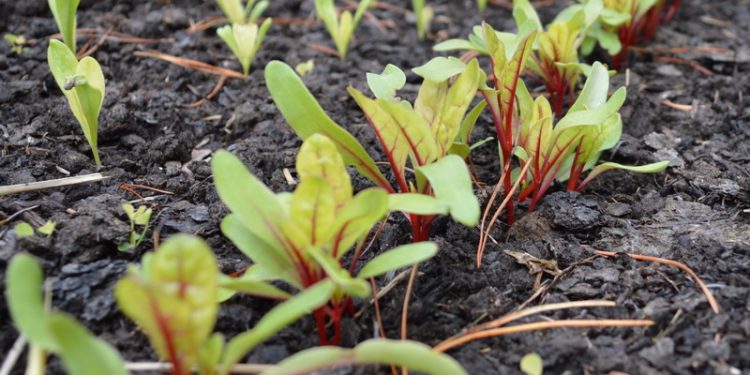 Growing Swiss Chard - Planting, Harvesting, Growing Guide - Plants ...