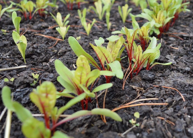 Guide to Harvesting, Planting, and Growing Cotton - Plants Spark Joy