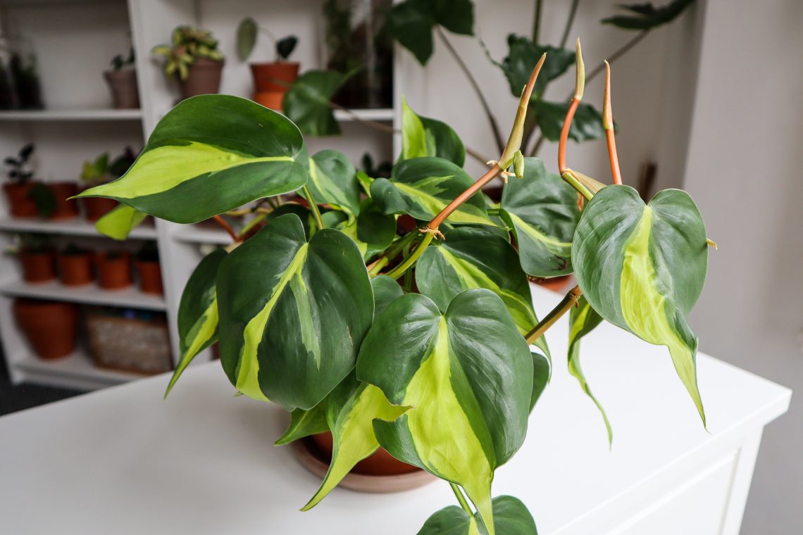 30 Types of Philodendron Varieties to Grow Indoors - Plants Spark Joy