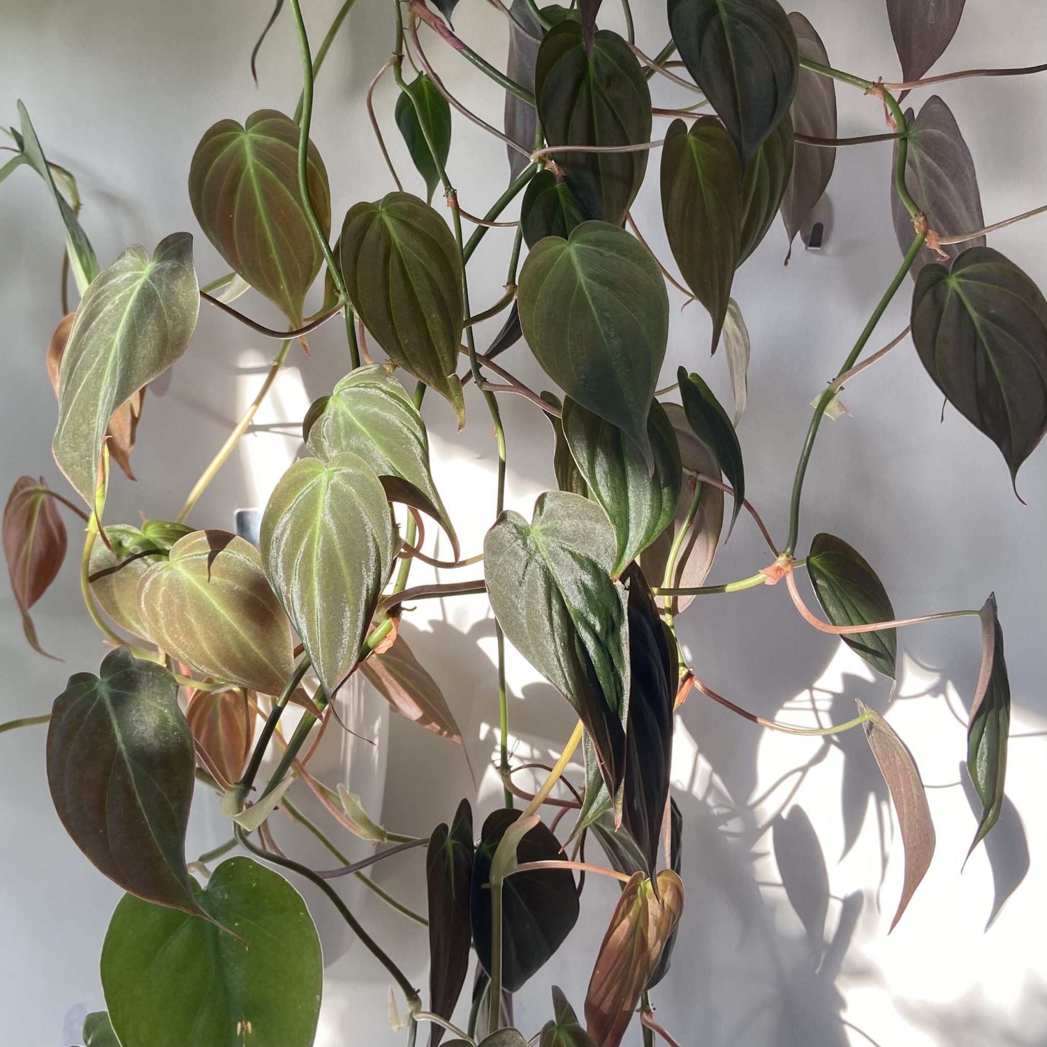 30 Types of Philodendron Varieties to Grow Indoors - Plants Spark Joy