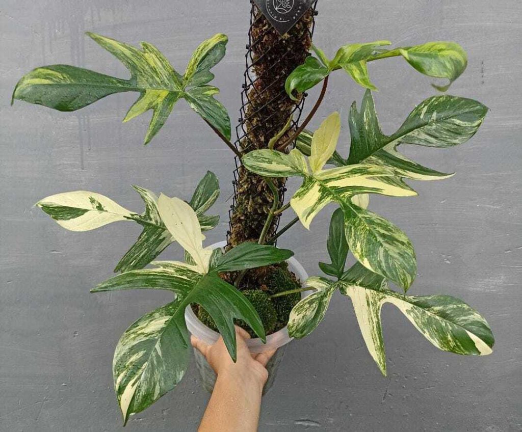 30 Types of Philodendron Varieties to Grow Indoors - Plants Spark Joy