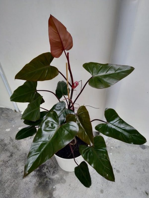 30 Types of Philodendron Varieties to Grow Indoors - Plants Spark Joy