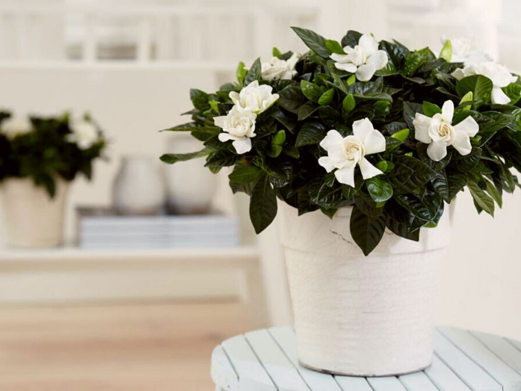 20 Best Smelling Indoor Scented Plants to Grow at Home - Plants Spark Joy