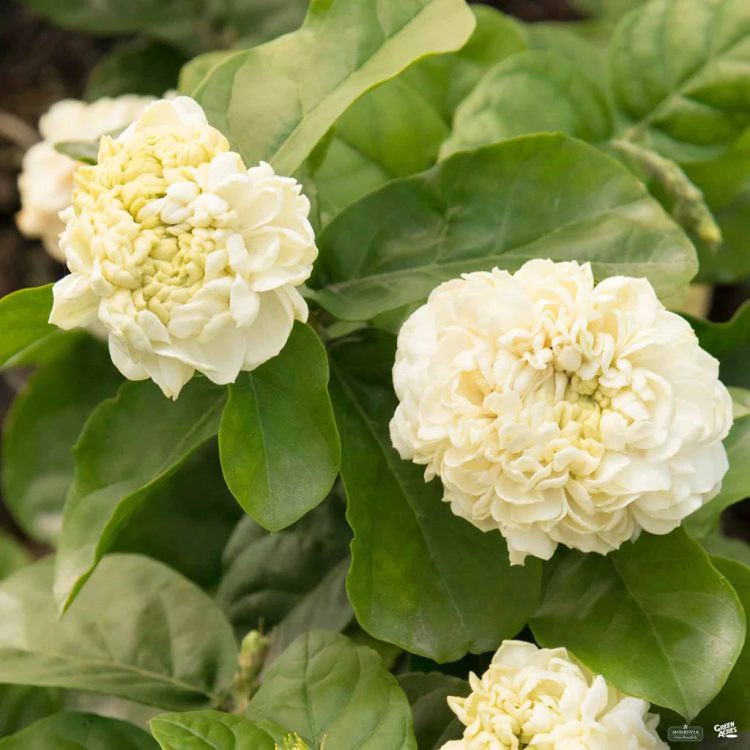 20 Best Smelling Indoor Scented Plants to Grow at Home - Plants Spark Joy