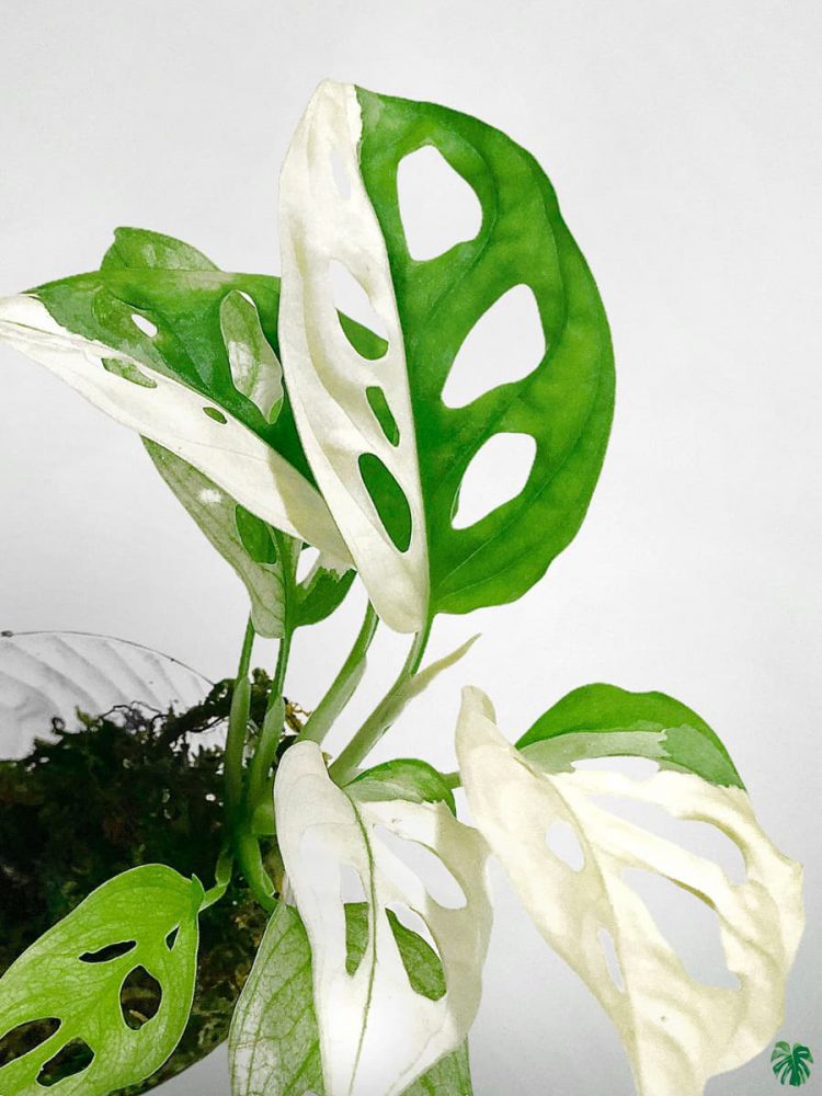 18 Types of Monstera Plants - Get to Know the Difference and Caring ...