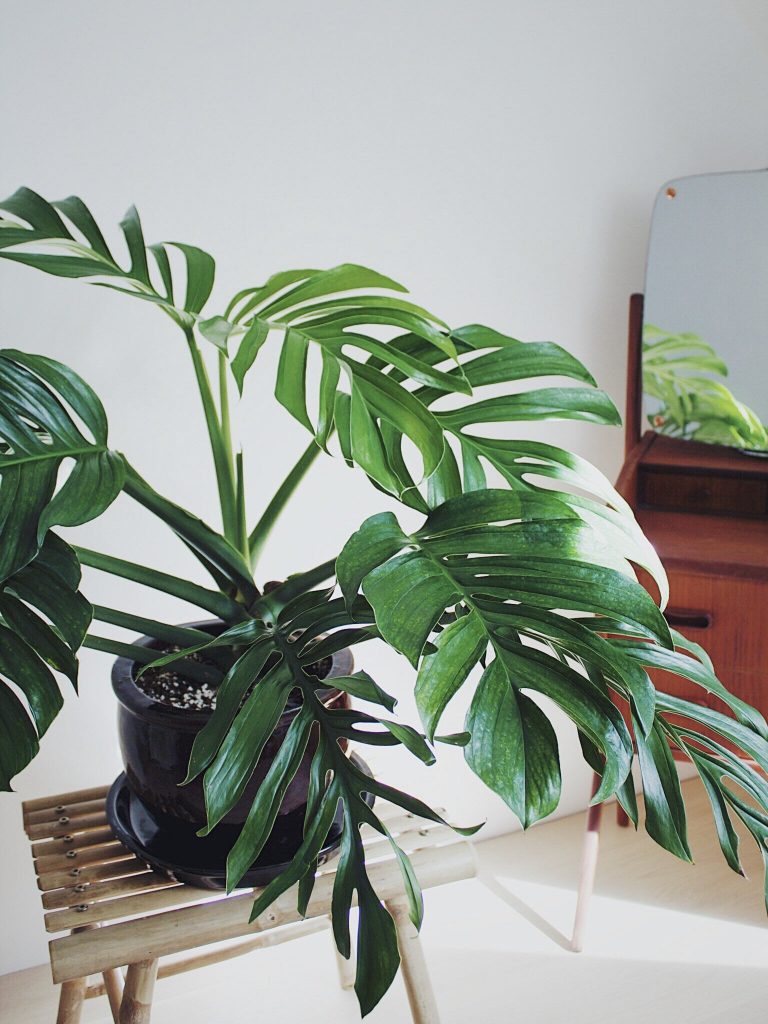 18 Types of Monstera Plants - Get to Know the Difference and Caring ...