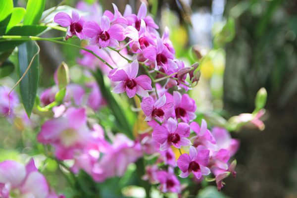 20 Different Types of Orchid You Can Grow at Home - Plants Spark Joy