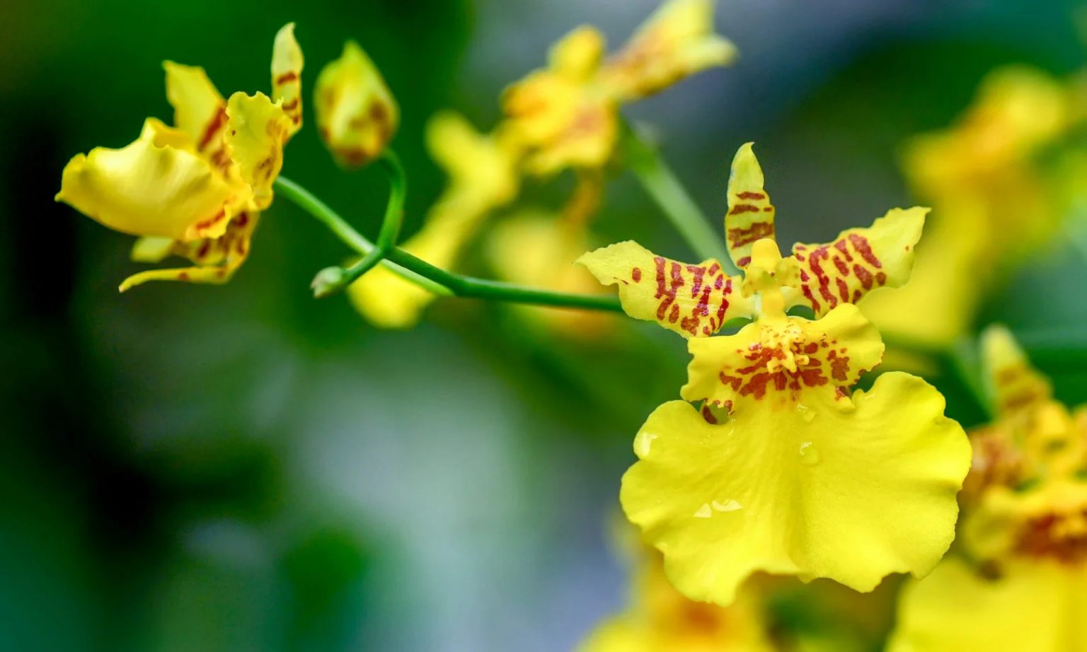20 Different Types of Orchid You Can Grow at Home - Plants Spark Joy