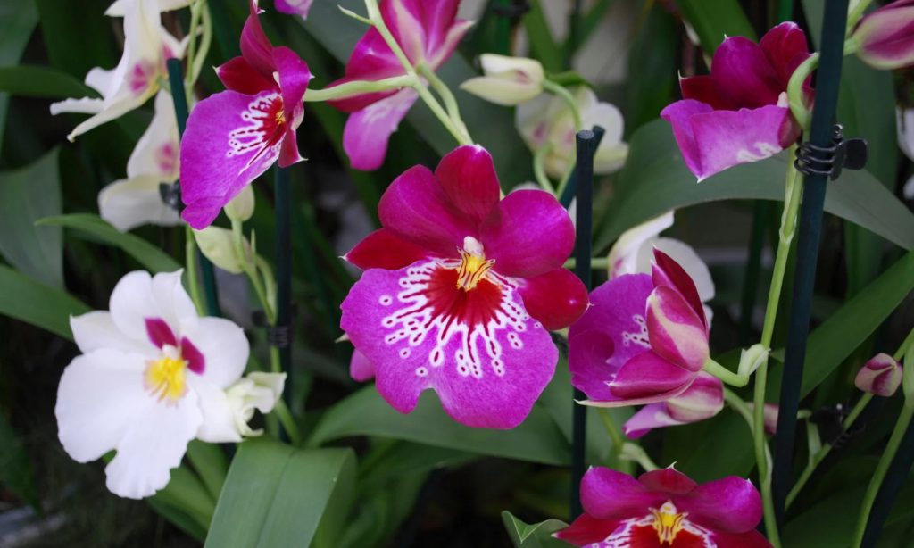 20 Different Types of Orchid You Can Grow at Home - Plants Spark Joy