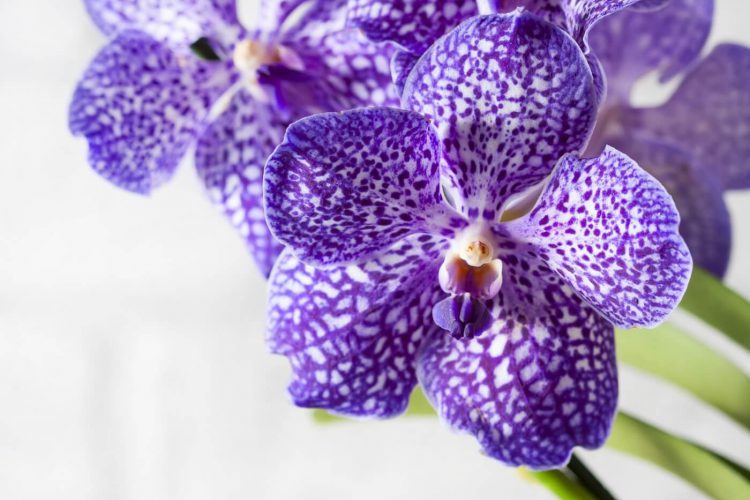 20 Different Types of Orchid You Can Grow at Home - Plants Spark Joy