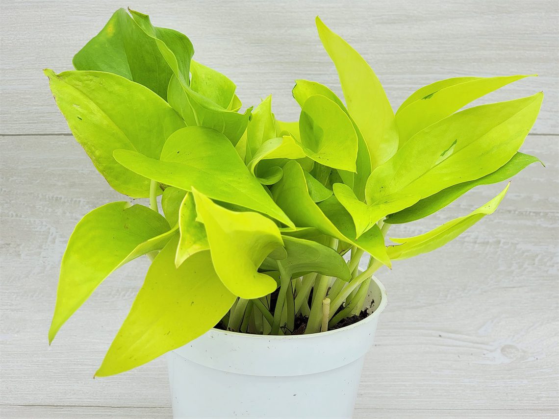 20 Easy Different Types of Pothos to Grow Indoors - Plants Spark Joy
