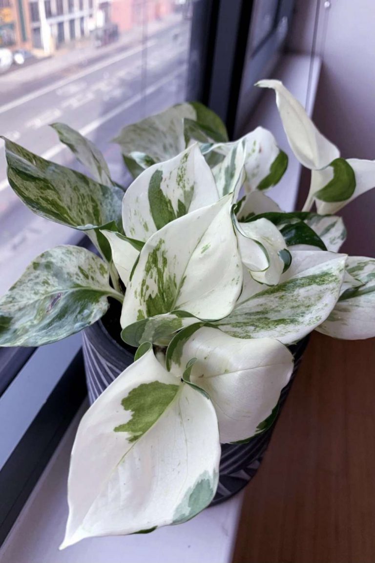20 Easy Different Types of Pothos to Grow Indoors - Plants Spark Joy