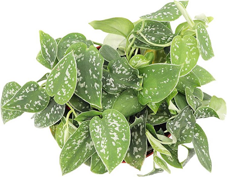 20 Easy Different Types of Pothos to Grow Indoors - Plants Spark Joy
