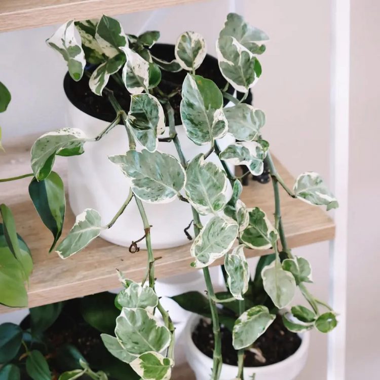 20 Easy Different Types of Pothos to Grow Indoors - Plants Spark Joy