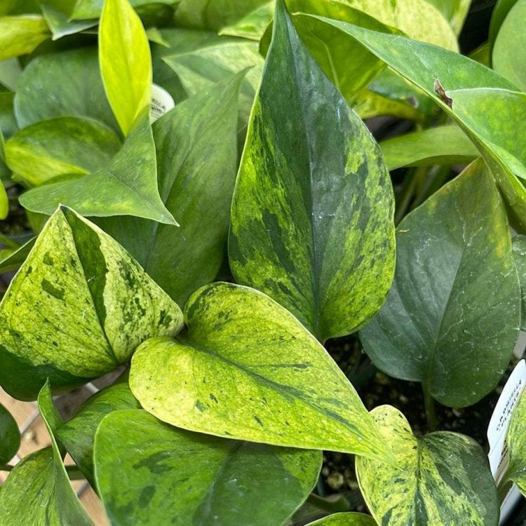 20 Easy Different Types of Pothos to Grow Indoors - Plants Spark Joy