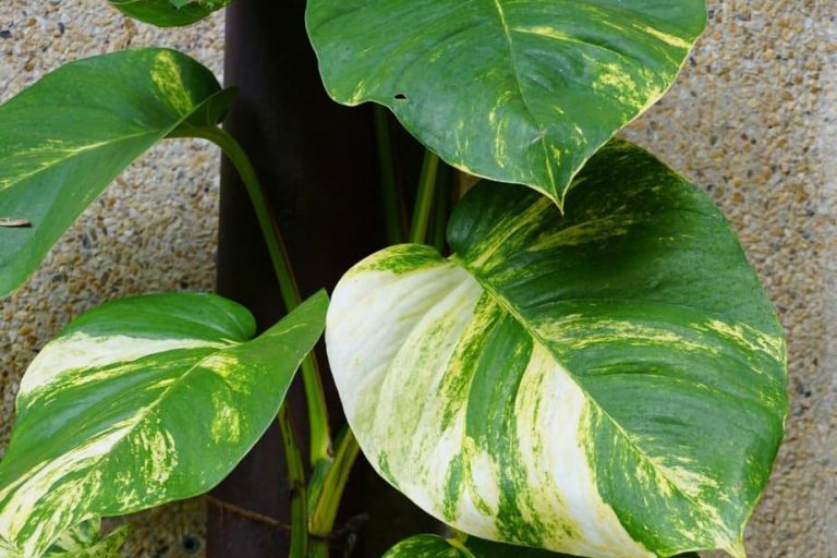 20 Easy Different Types of Pothos to Grow Indoors - Plants Spark Joy