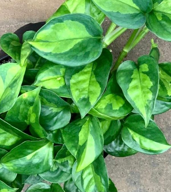 20 Easy Different Types of Pothos to Grow Indoors - Plants Spark Joy