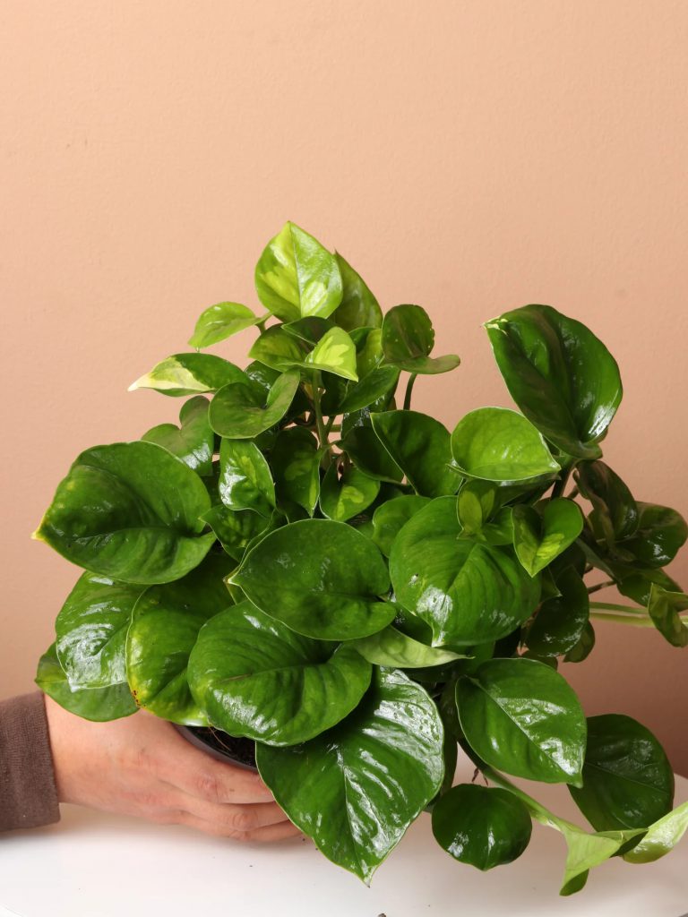 20 Easy Different Types of Pothos to Grow Indoors - Plants Spark Joy