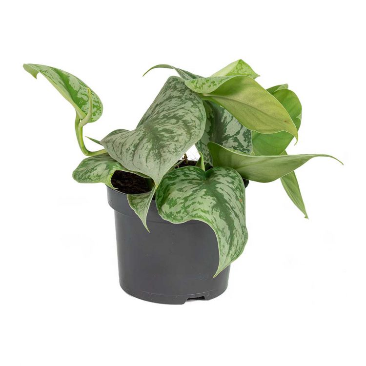 20 Easy Different Types of Pothos to Grow Indoors - Plants Spark Joy