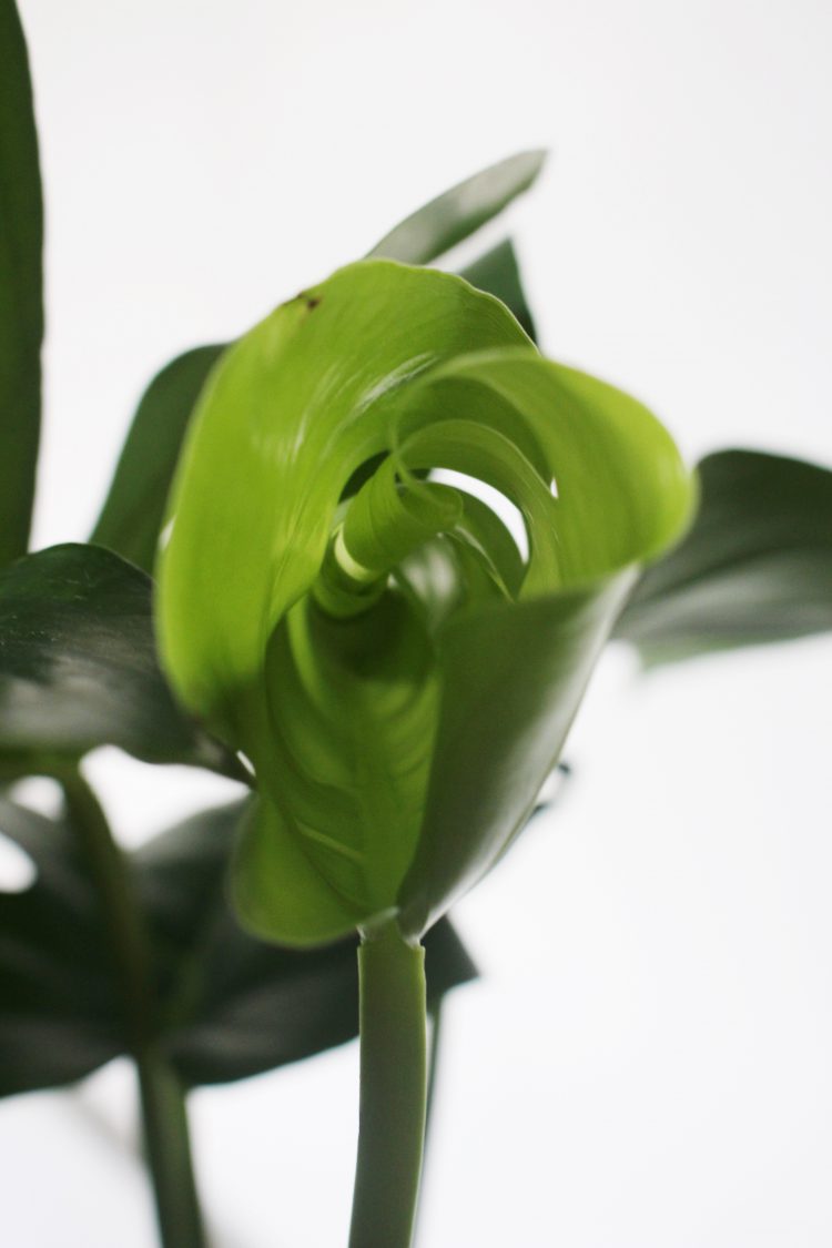 Discovering Gloria: A Journey of Plants, Patience, and Passion - Plants ...