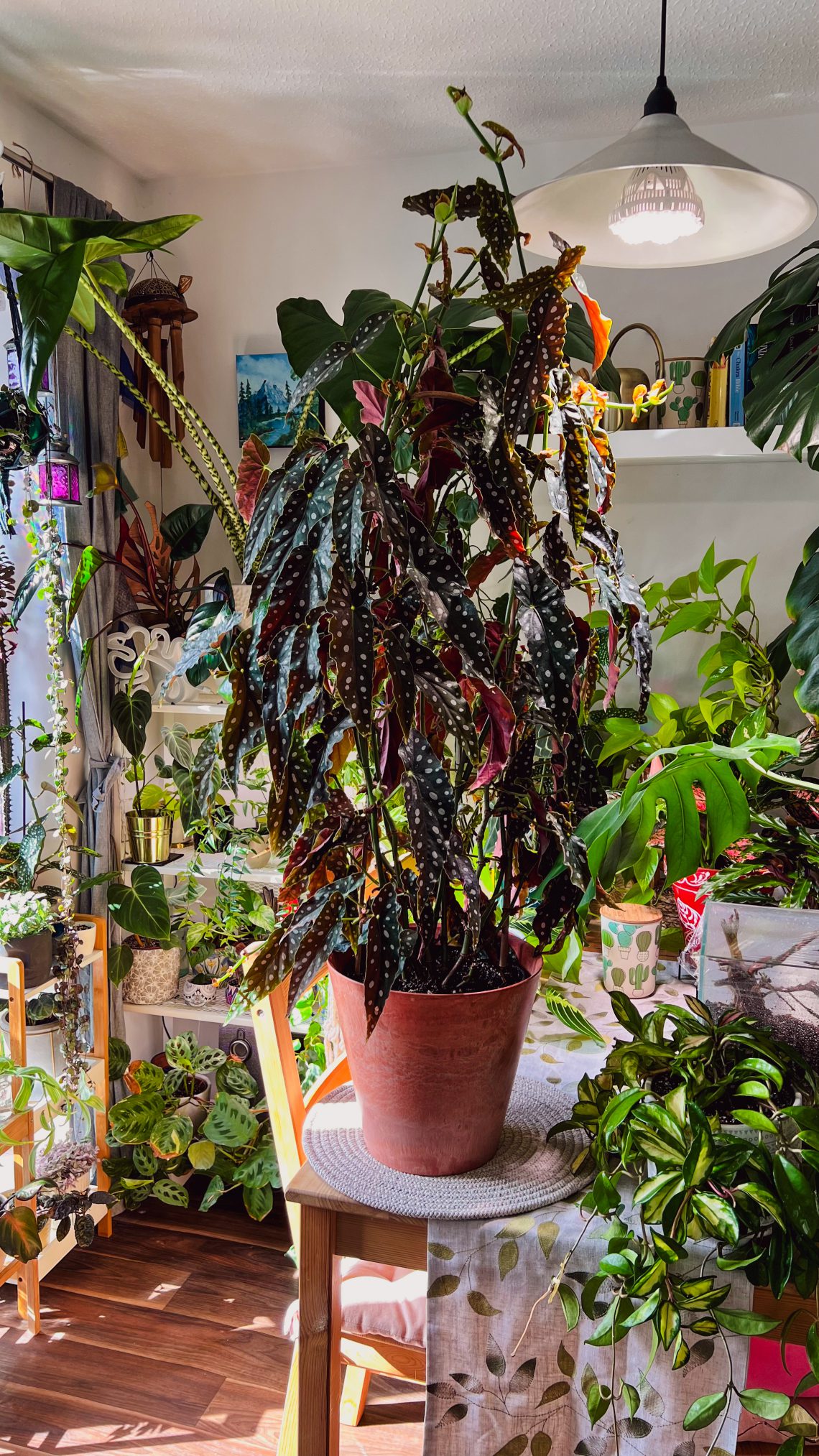 Stacy's Green Voyage: From Graphic Designer to Plant Aficionado ...